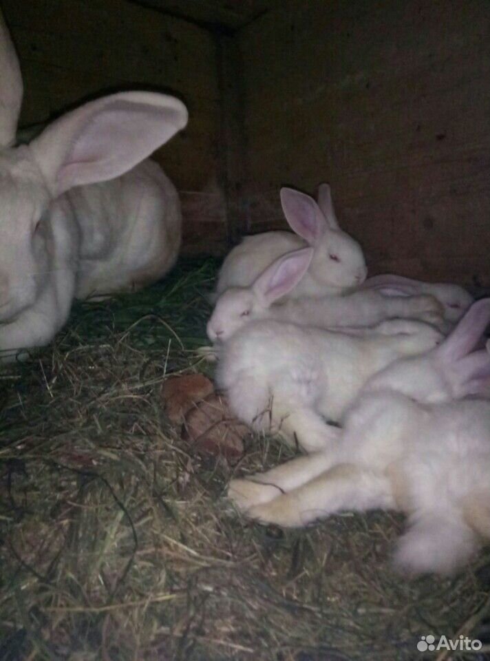 Кролики молодняк