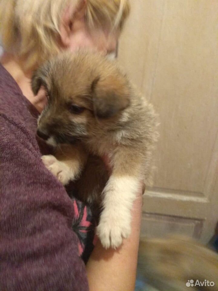 Супер щеночки метисы