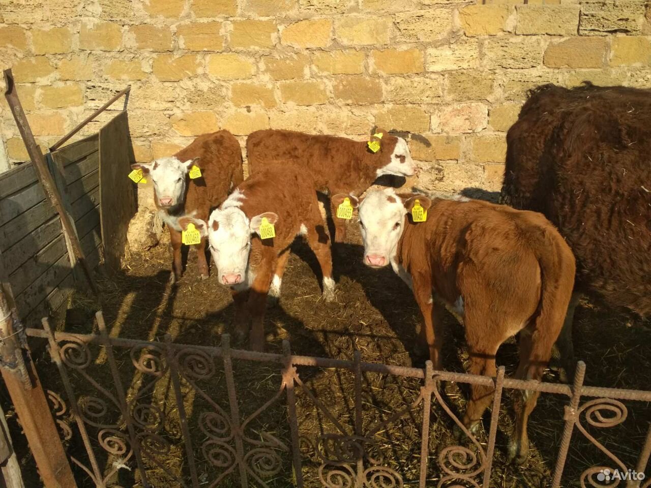 Продаются телята породы Герифорд