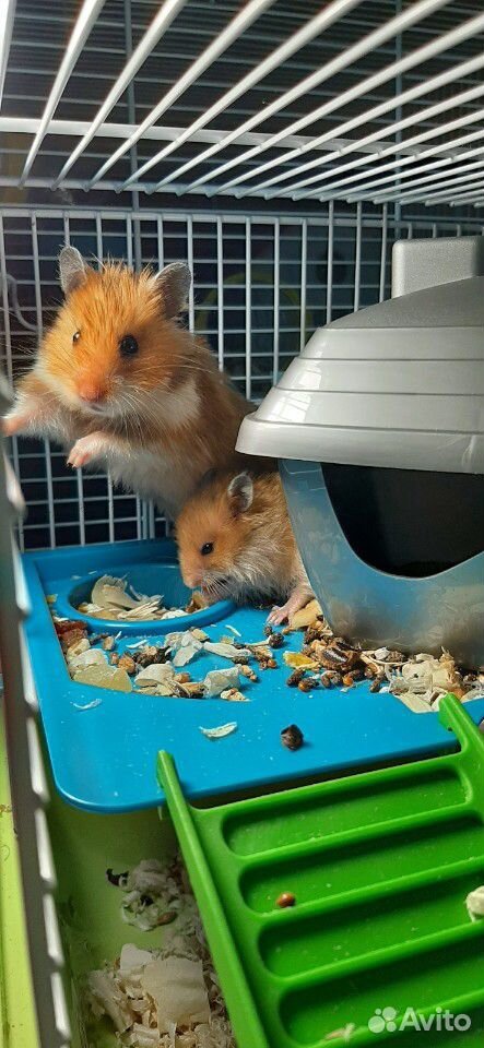 Сирийские хомяки