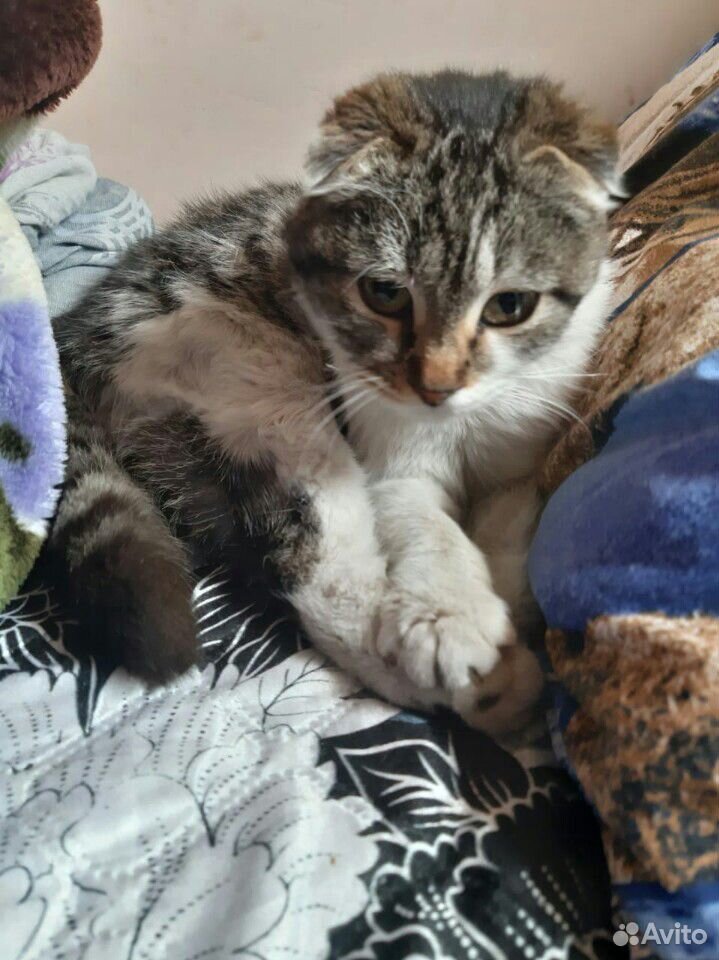 Нюша ищет дом