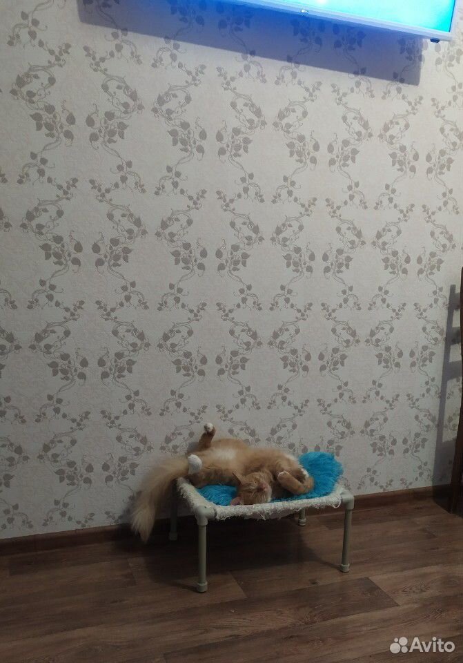 Отдадим котика