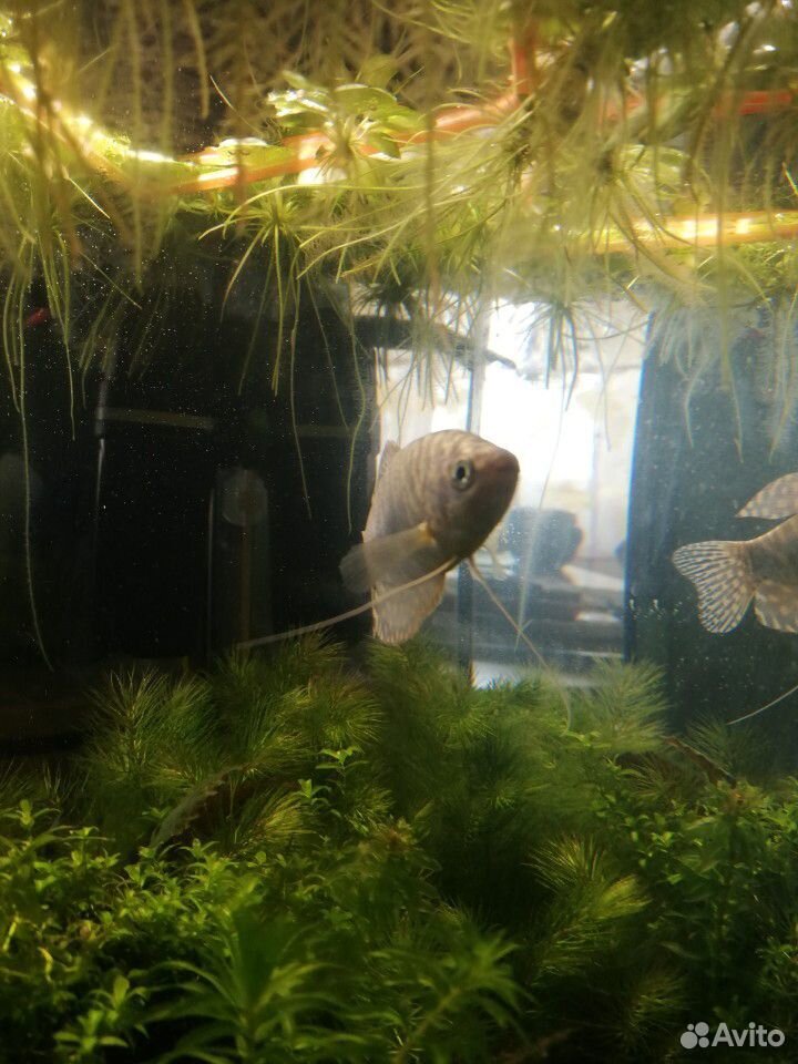 Аквариумная рыбка