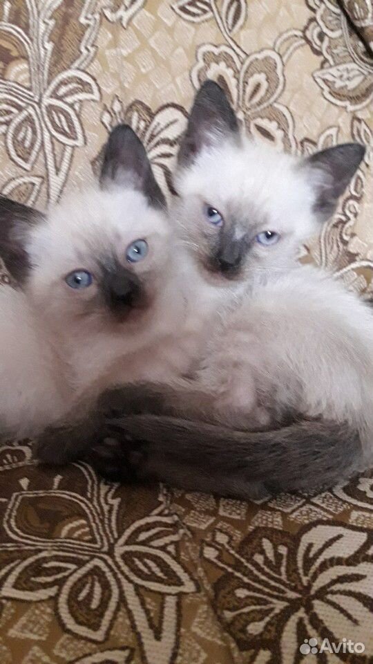 Сиамские котята