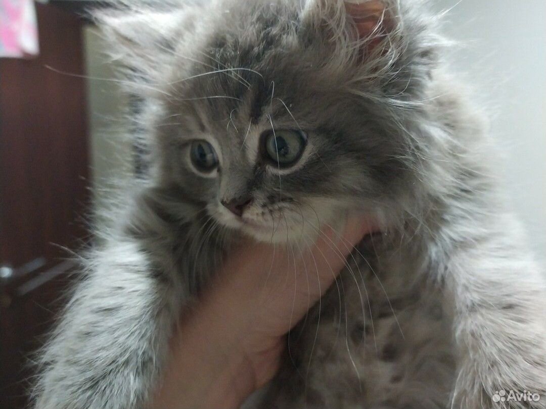 Кошка