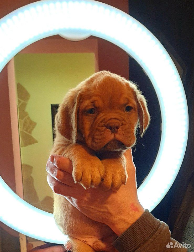 Бордосский дог