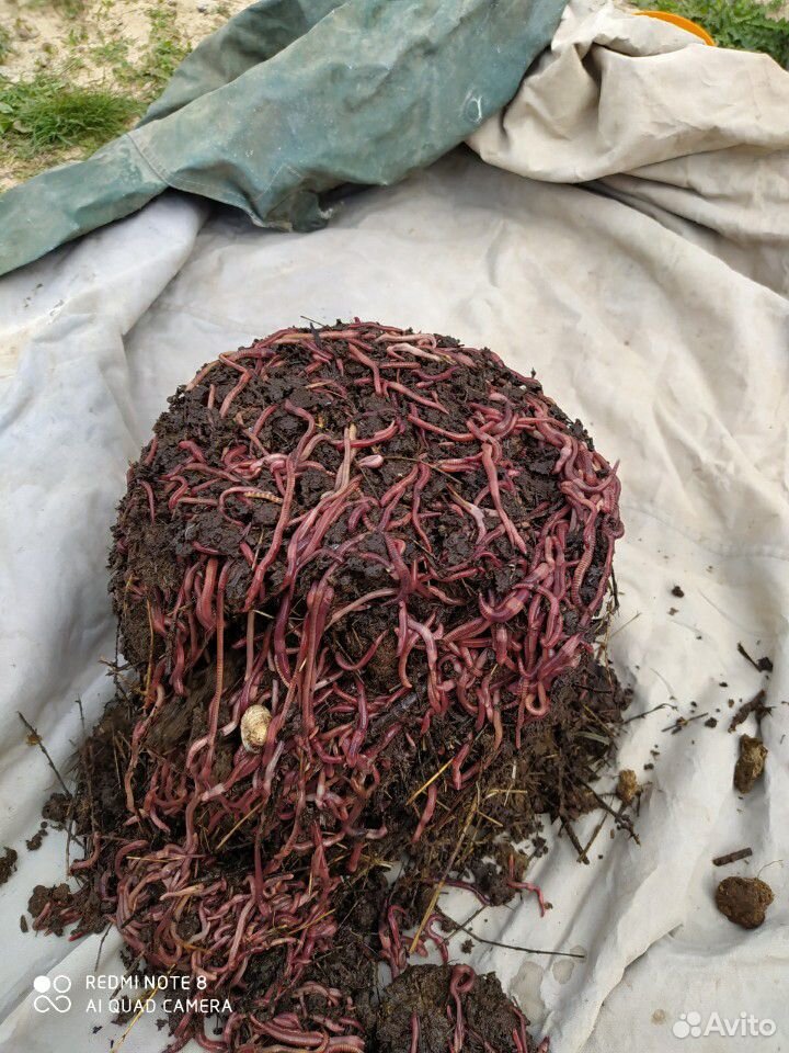 Черви навозные