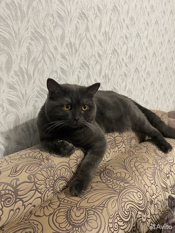 Британец на вязку