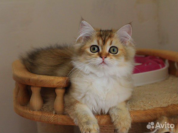 Золотистый тикированный хайленд-страйт котик