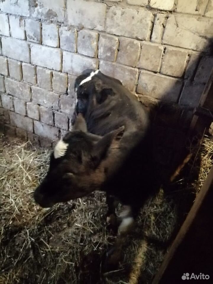 Телята