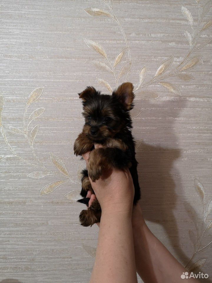 Йоркширский терьер