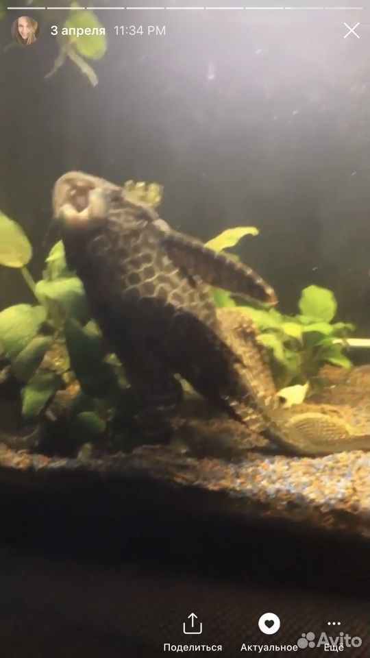 Отдадим сома в добрые руки ;)