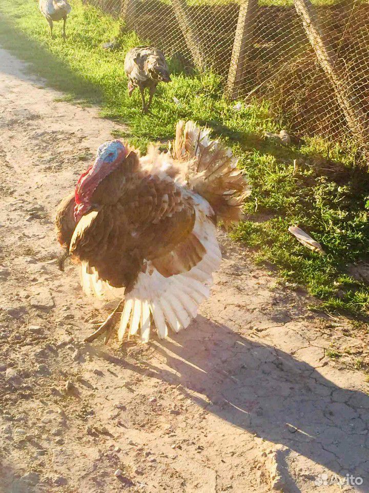 Продам домашних индюшат
