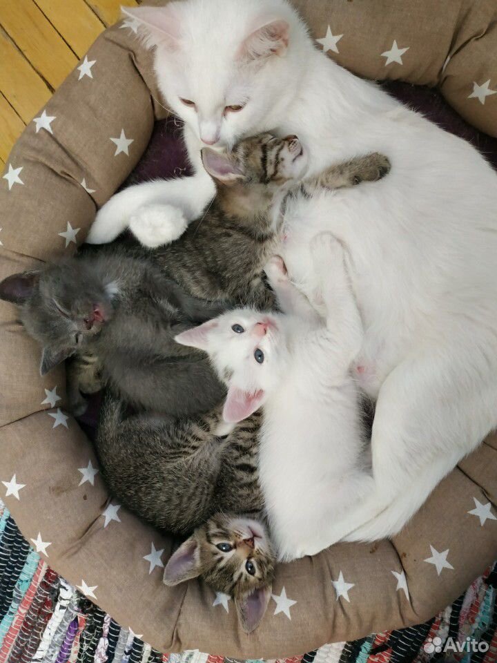 Отдам, раздам котят бесплатно