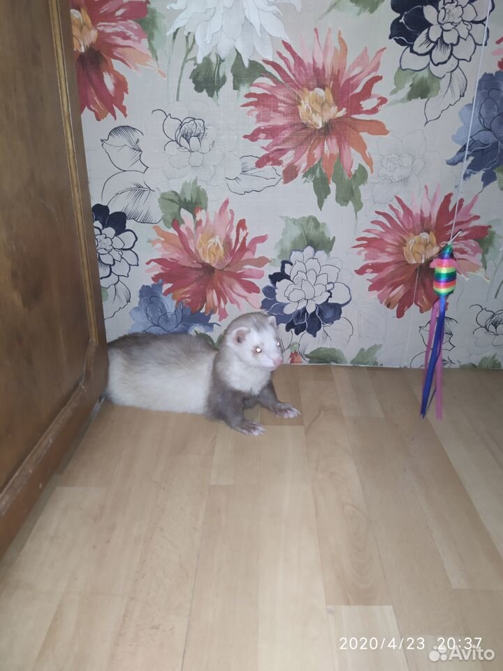 Отдам хорька, в заботливые руки