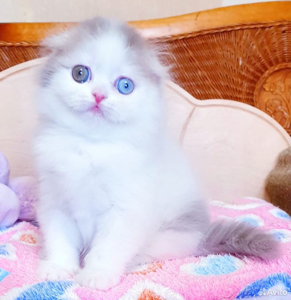 Котята шотландские вислоухие