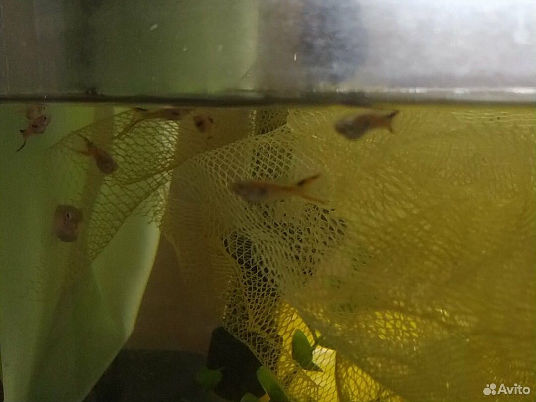 Самцы и самки гуппи эндлера