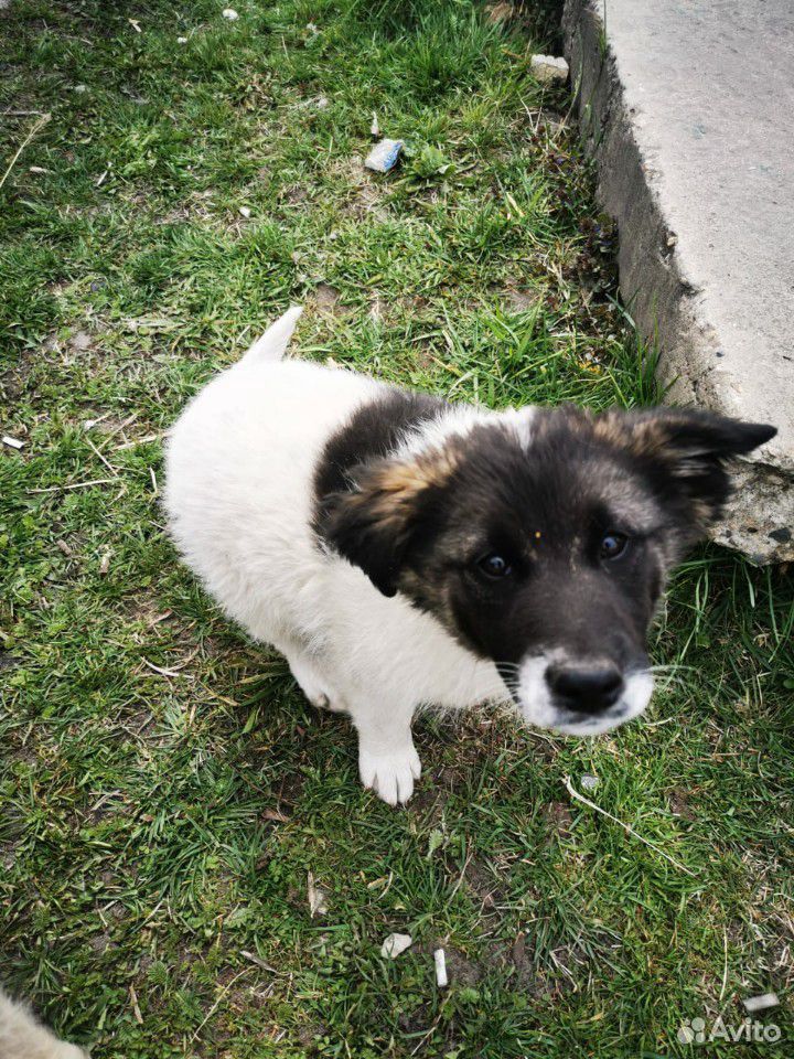 Красавица малышка ищет лучших хозяев