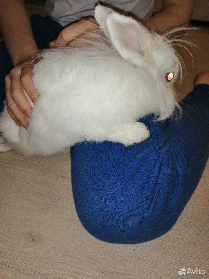 Кролик декоративный