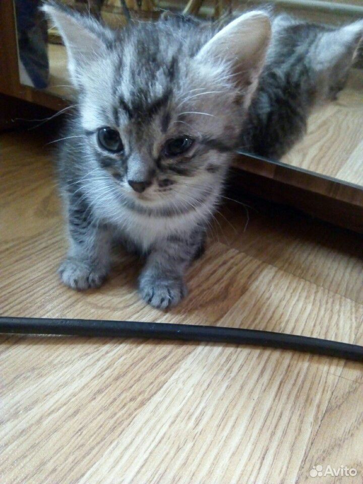 Котик