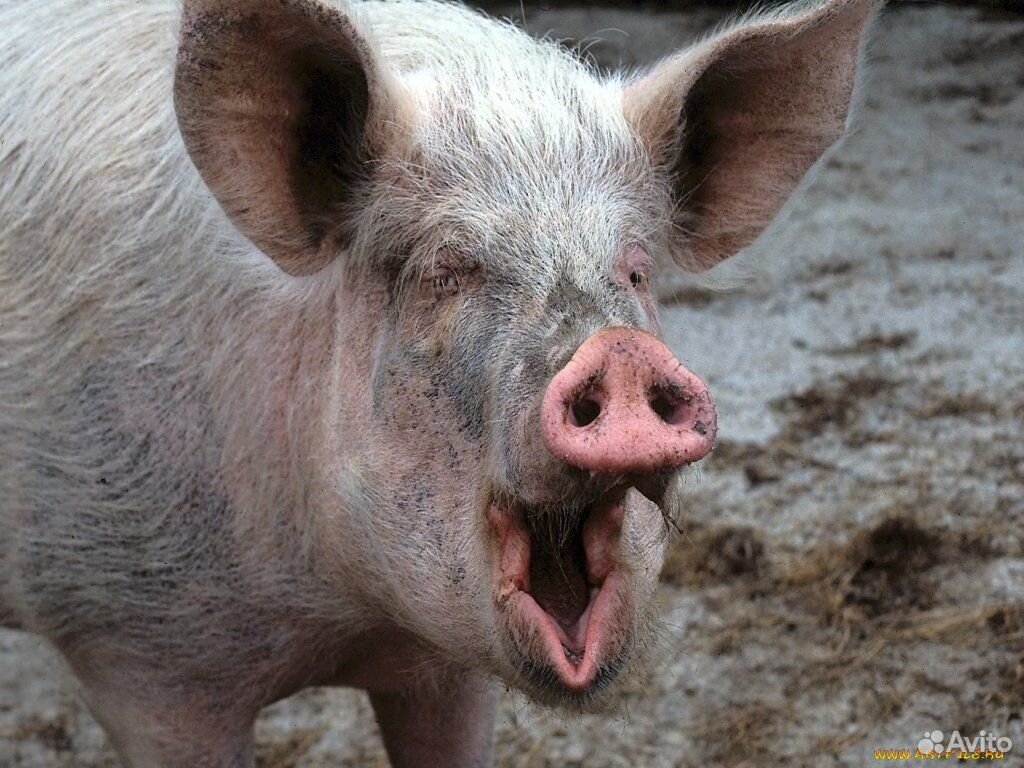 Продаю подсвинков на мясо