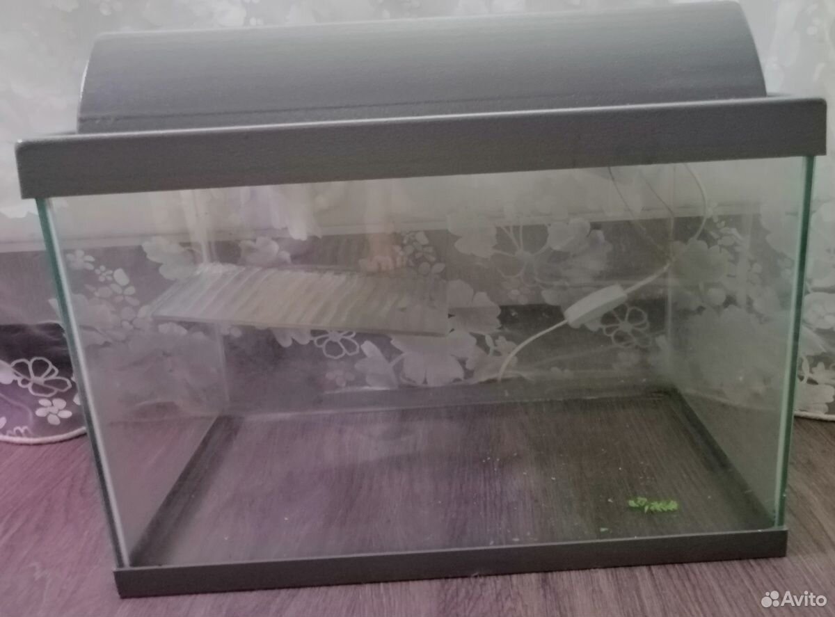 Красноухие черепахи