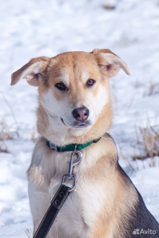Молодой красавчик Сэм в добрые руки