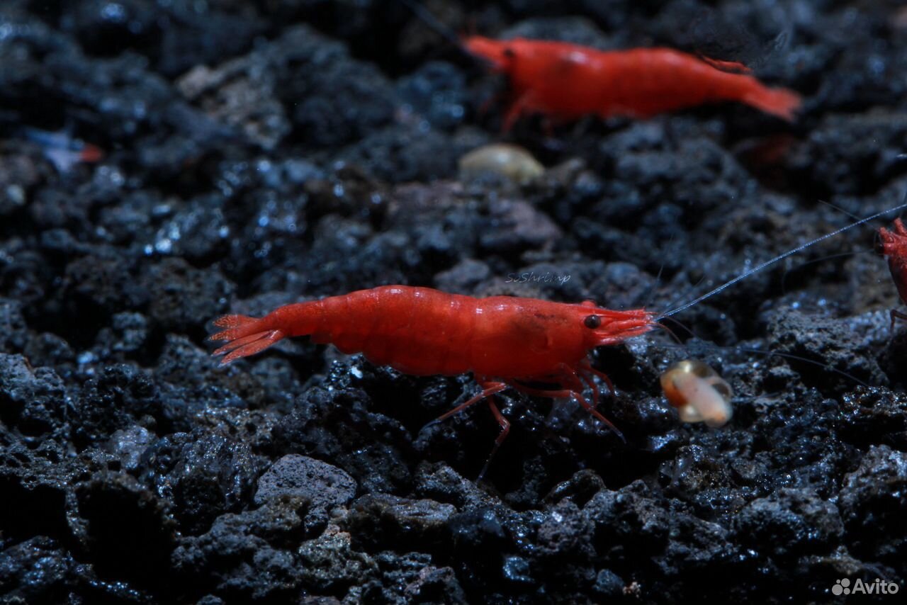 Креветка "Красный огонь" Red Fire