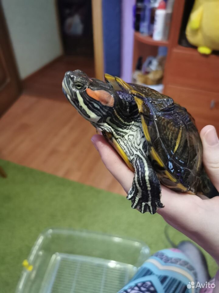 Красноухая черепаха