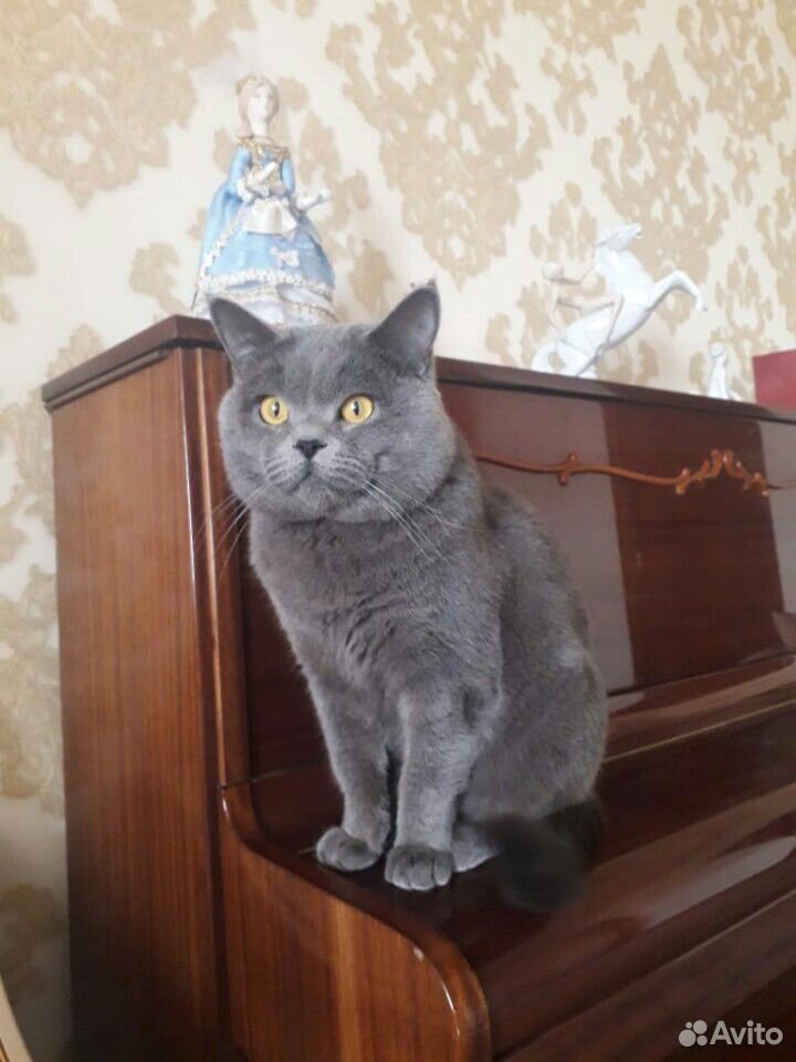 Кот. Британский голубой. возраст-2,2 г. Вес-5 кг