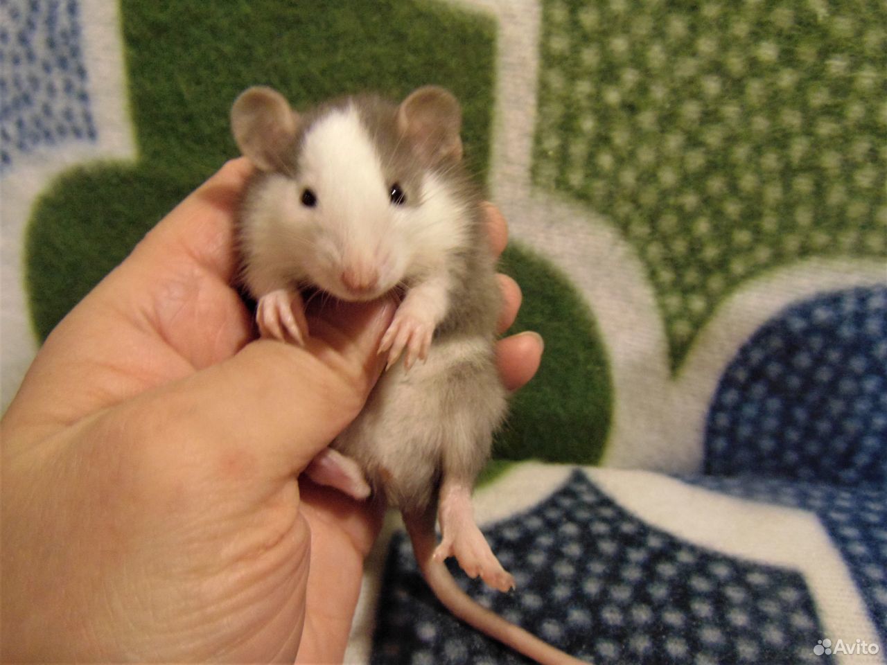 Крысы, крысята - мальчики дамбо, стандарт, клетки