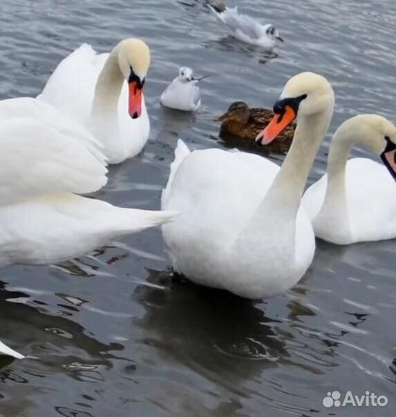 Белые лебеди