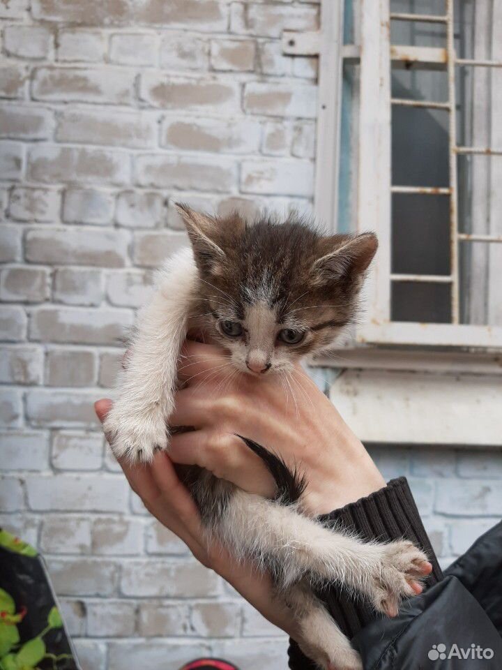 Котёнок. доставлю лично. бесплатно