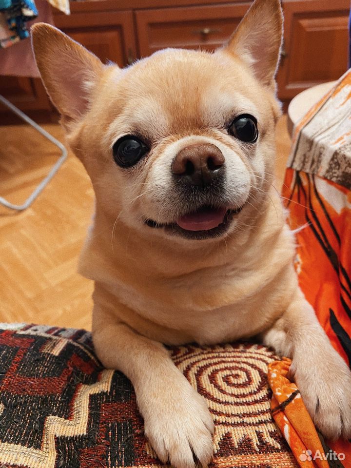 Мальчик Чихуахуа ищет девочку для вязки