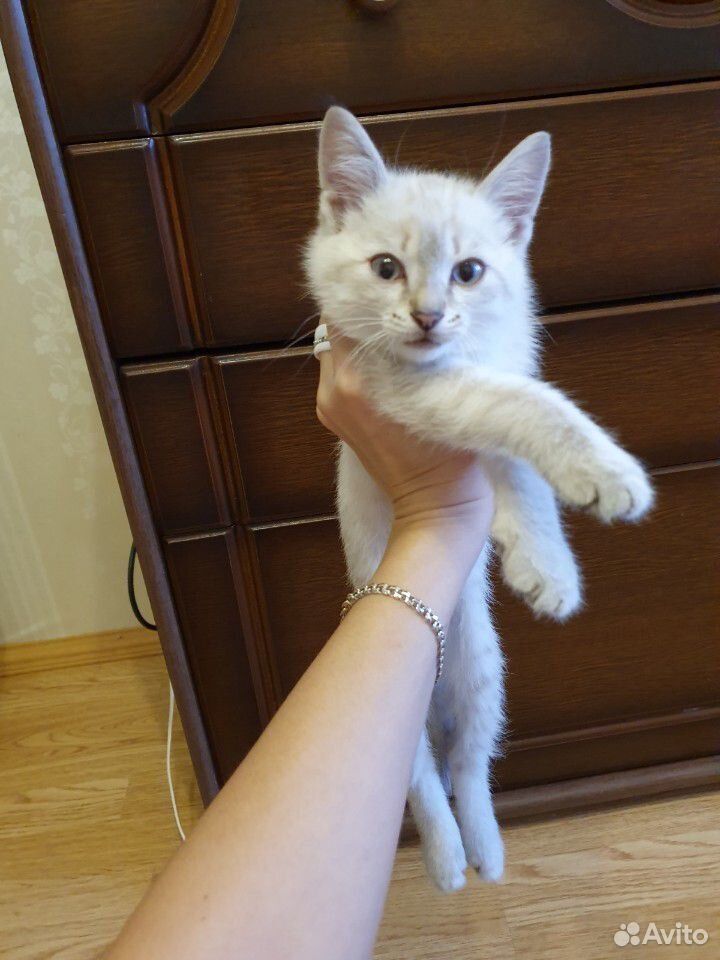 Котёнок девочка 2мес