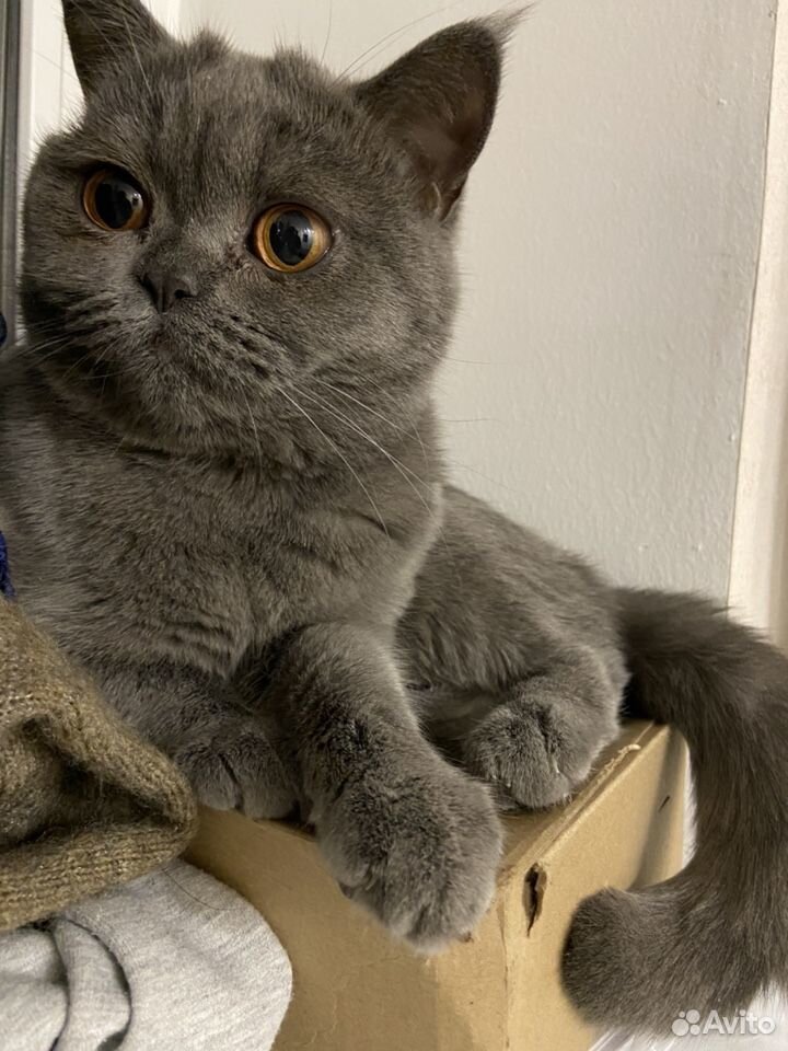 Вязка кошки
