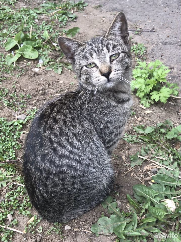 Милый котёнок Тишка в добрые руки