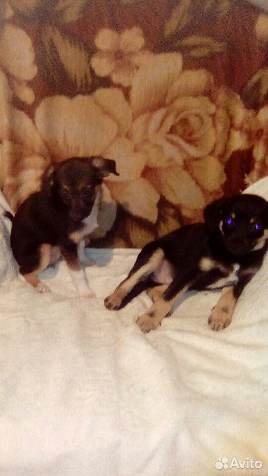 Щеночки той - терьера