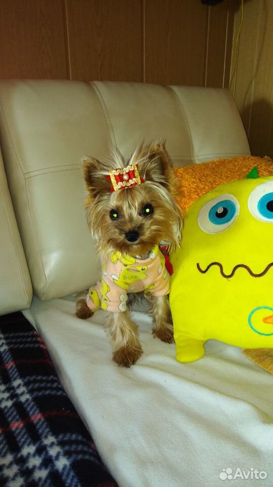 Йорки детки