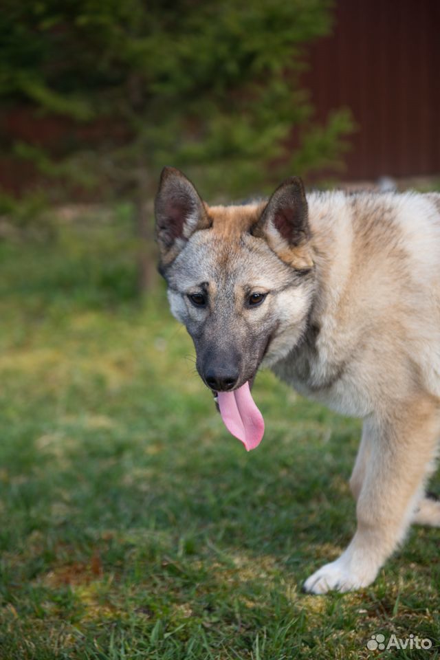 Щенок в хорошие руки