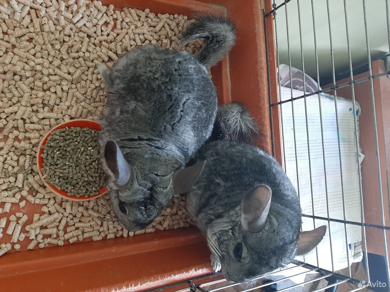 Продам шишнилок мальчик и девочка