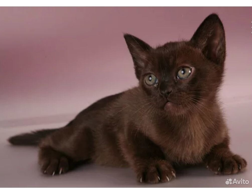 Продается бурманский котенок
