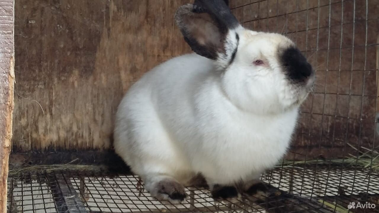 Калифорнийские кролики