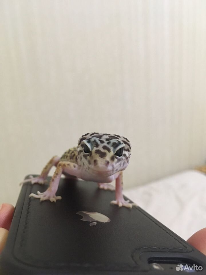 Самец эублефара