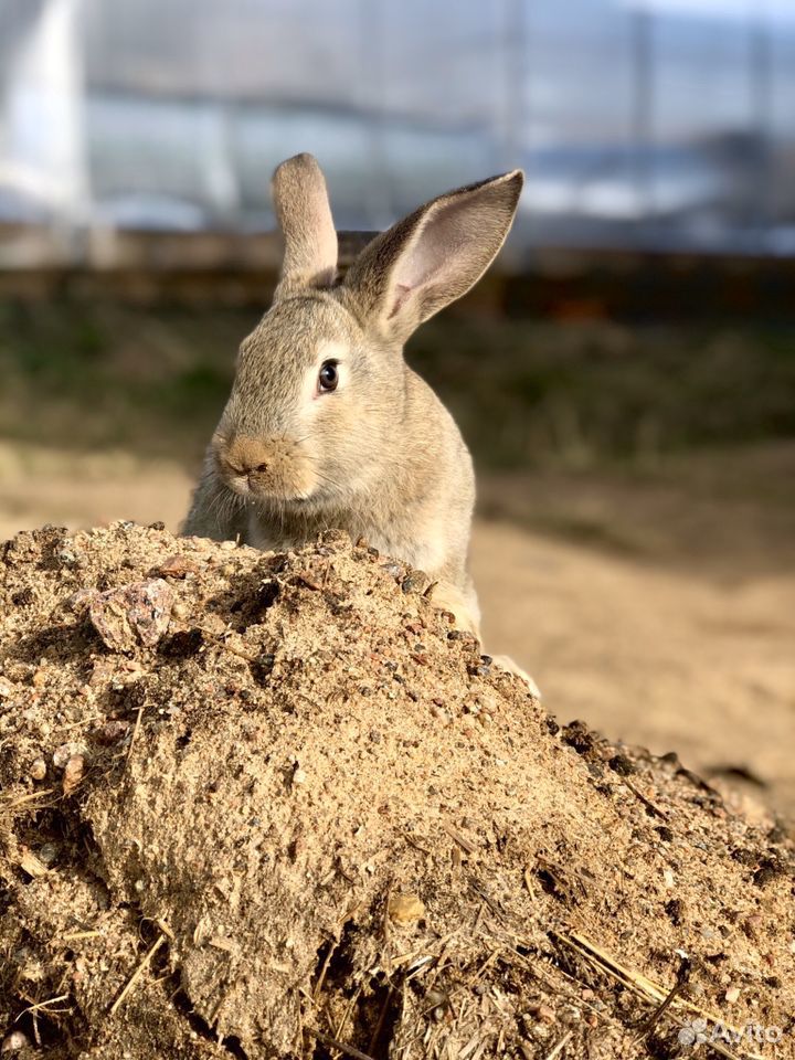Кролики в аренду
