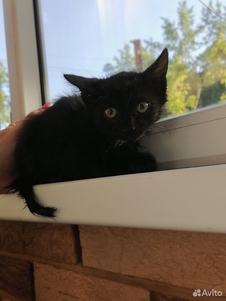 Котёнок 1 мес. бесплатно