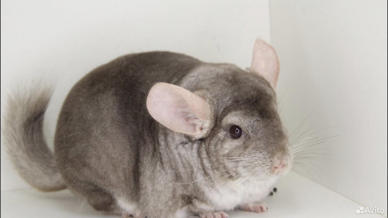 Шиншилла гетеробежевый самец, Роланд