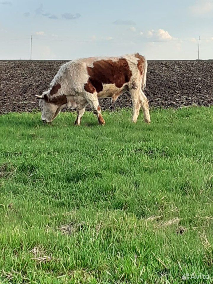 Продается быки