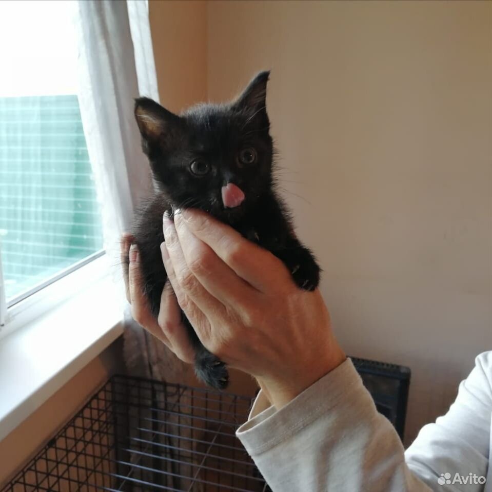 Котёнок Крошка, 2 месяца, девочка