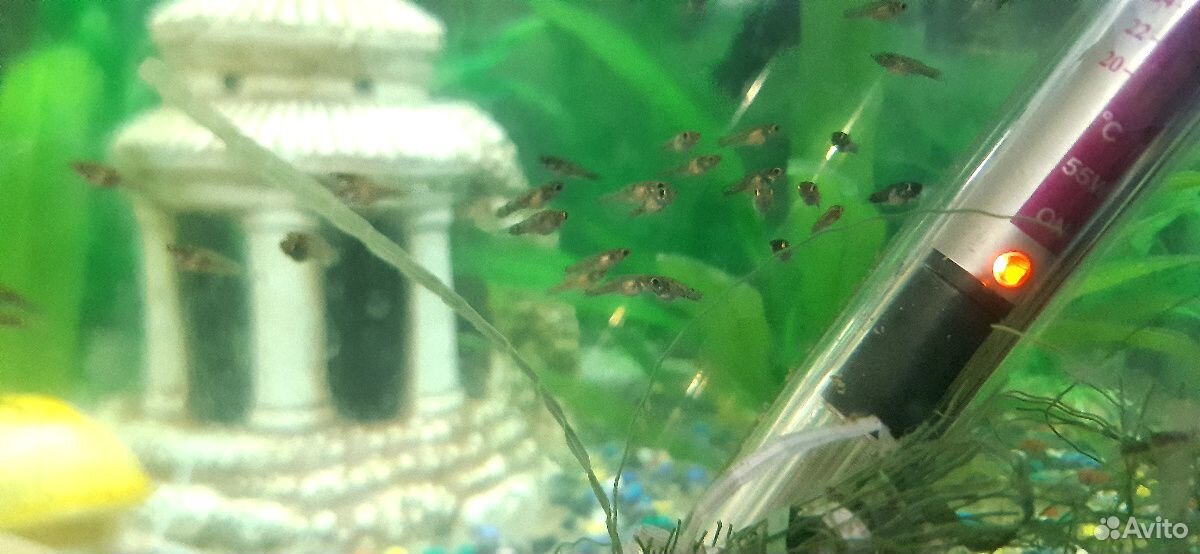 Мальки меченосца